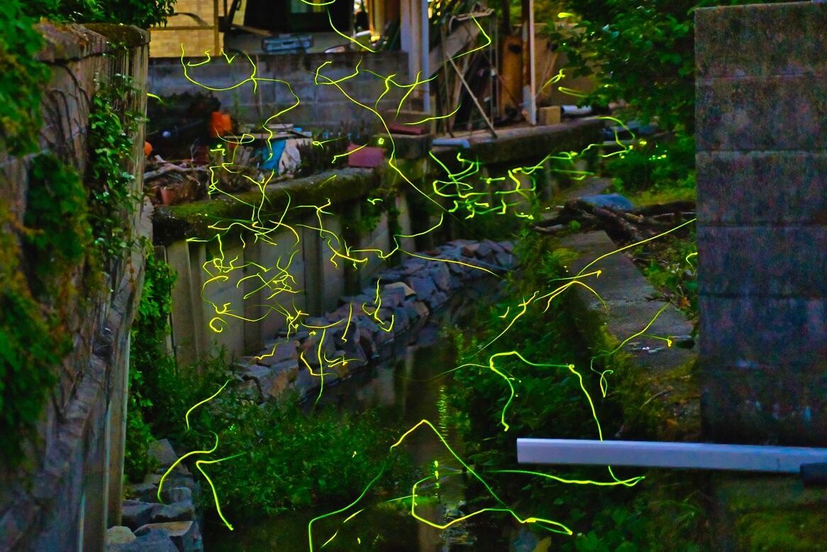 乱舞するホタル（R5.5.20）② / としちゃんさんの佐賀市の活動データ | YAMAP / ヤマップ