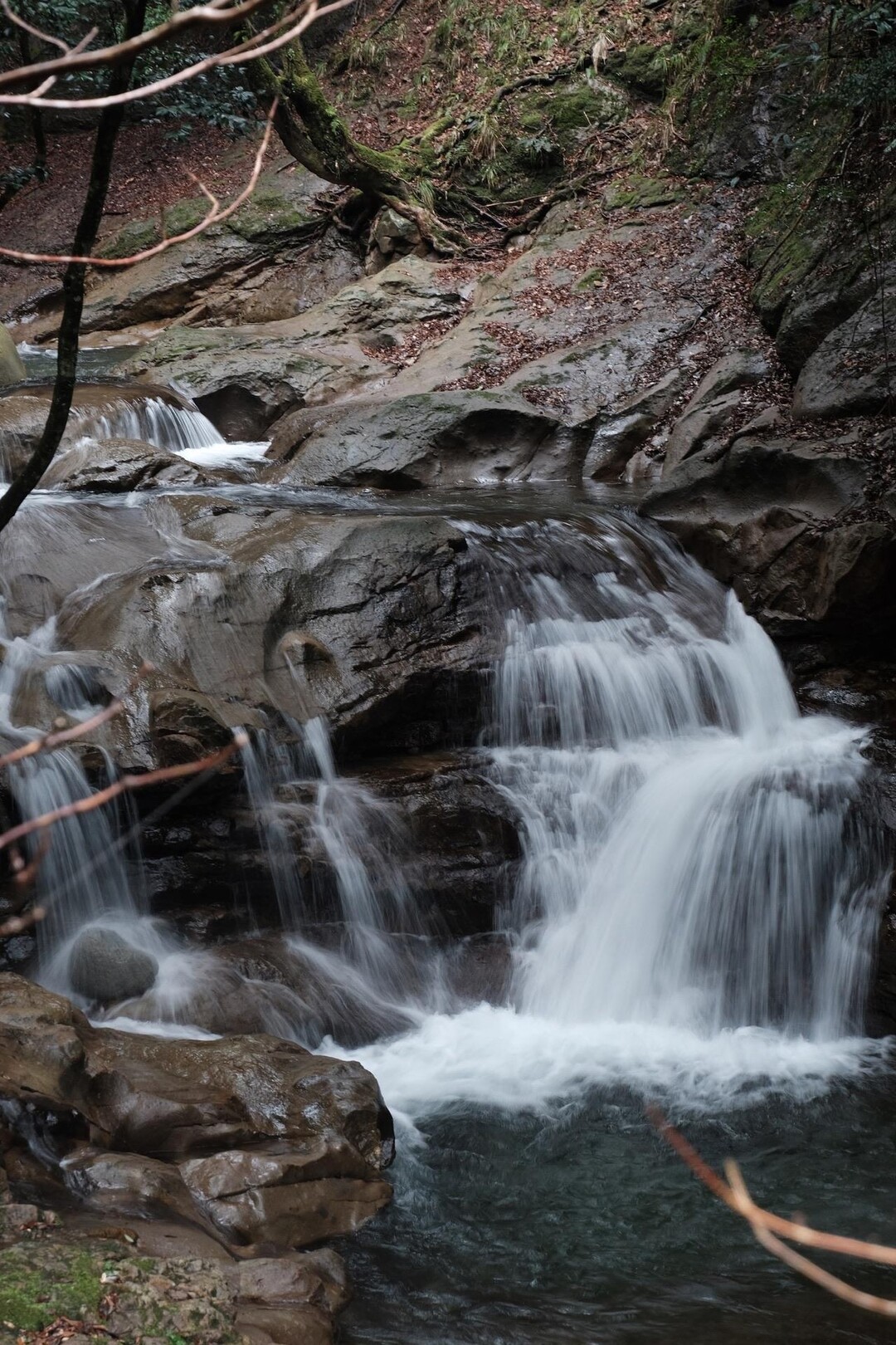 2024.2.25 雨上がりの散策 / K.Oさんのモーメント | YAMAP / ヤマップ