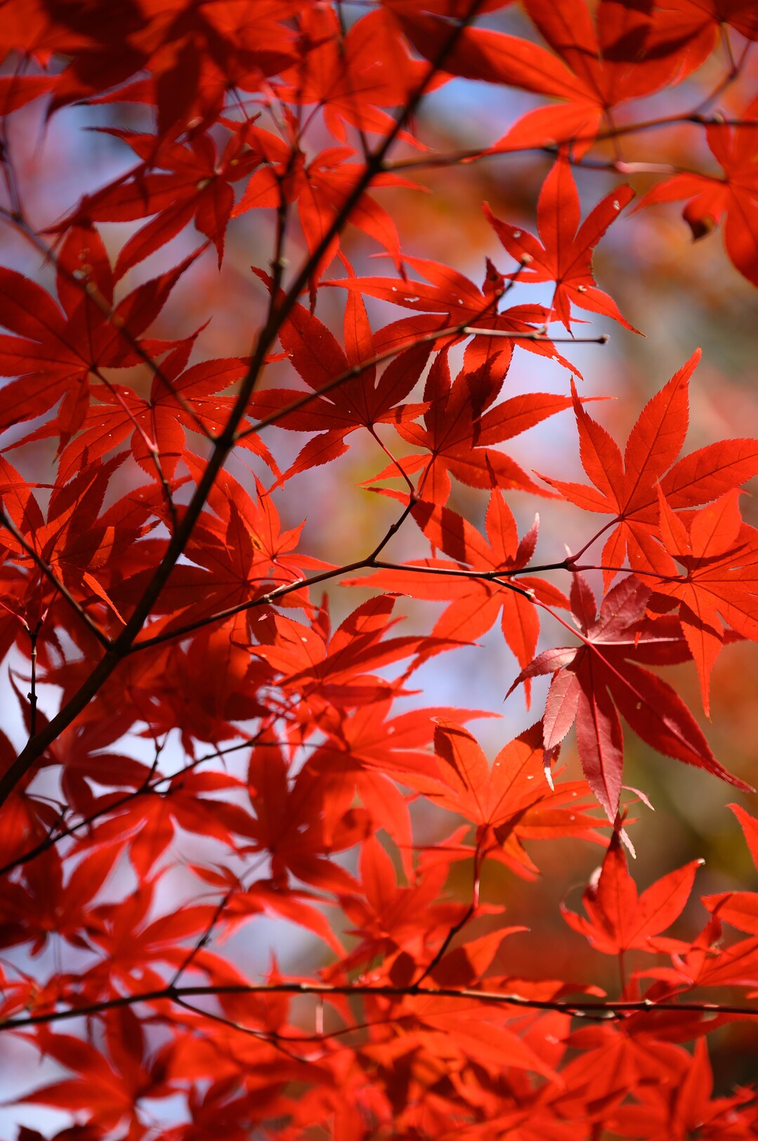 紅葉の鳩吹山～継鹿尾山低山歩き_231123 / にわとりさんの鳩吹山の活動データ | YAMAP / ヤマップ