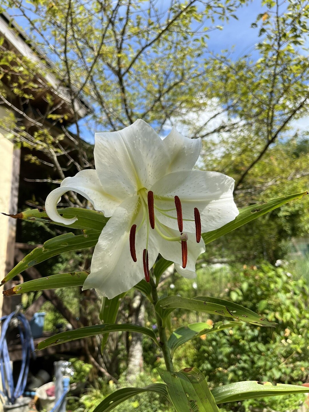 本日、京北町で咲いていた花々 / KIYCHIさんのモーメント | YAMAP / ヤマップ