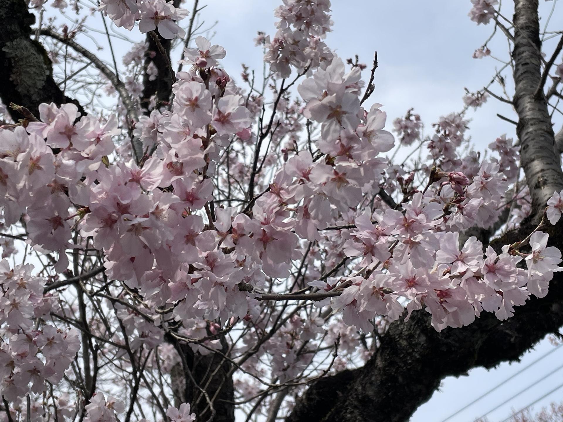 咲いた、咲いた。 今年はみごとな満開にな... / sibacciさんのモーメント | YAMAP / ヤマップ