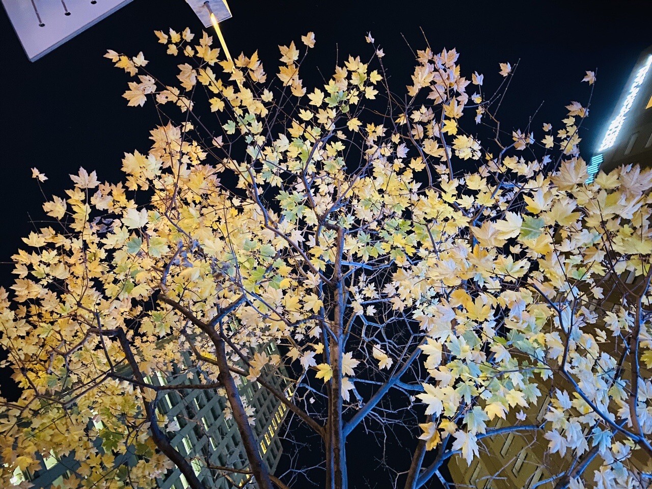 夜の黄葉。東京の街も色づいてます。 / Mijyaさんのモーメント | YAMAP / ヤマップ