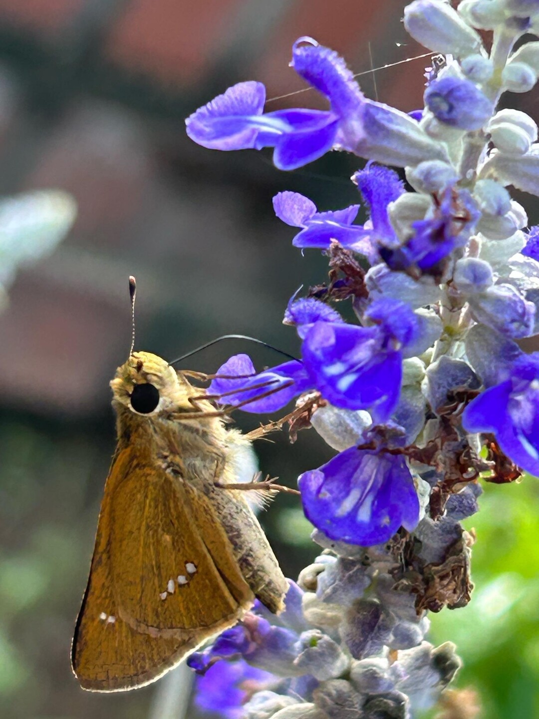 お花便りR5-31 まだまだ残暑が厳しい... / kaizaさんのモーメント | YAMAP / ヤマップ
