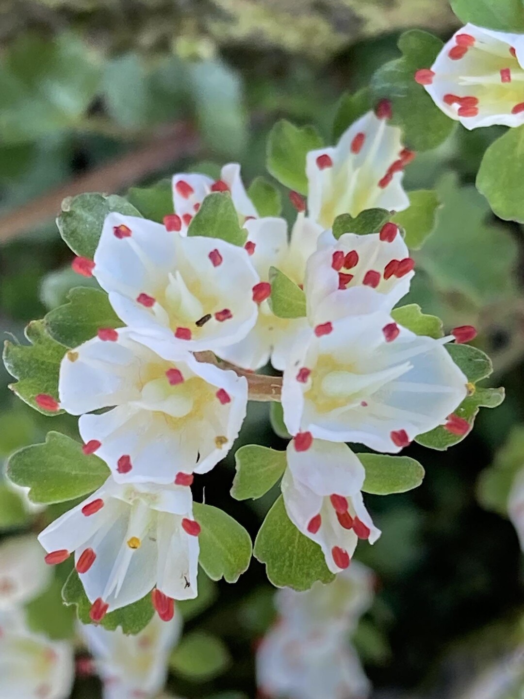 高尾梅まつりとハナネコノメ探し！ / ryuyuさんの高尾山・陣馬山・景信山の活動日記 | YAMAP / ヤマップ