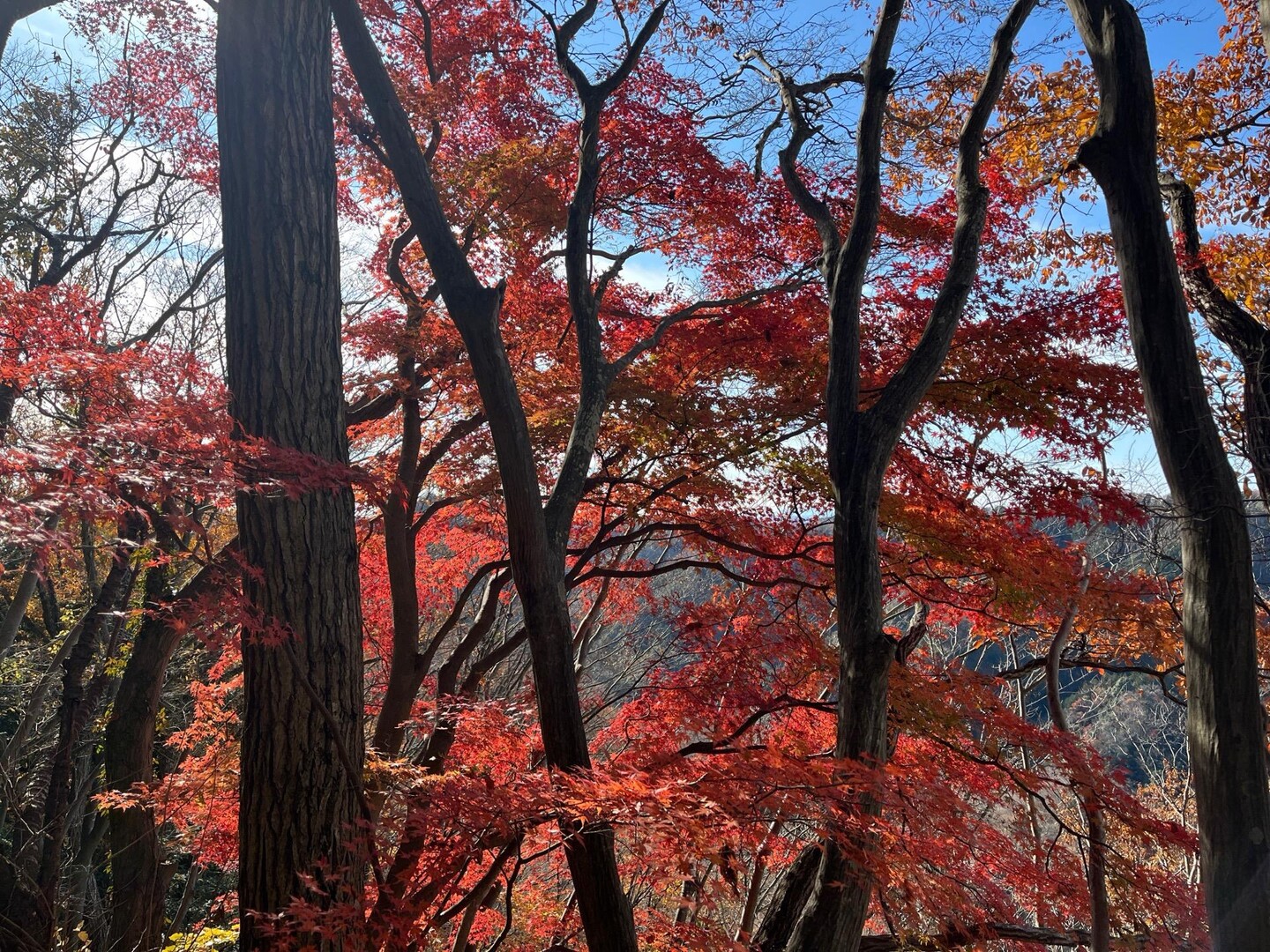 中武生山（シモン山） / そらまめさんの奥久慈男体山・月居山・篭岩（篭岩山）の活動データ | YAMAP / ヤマップ