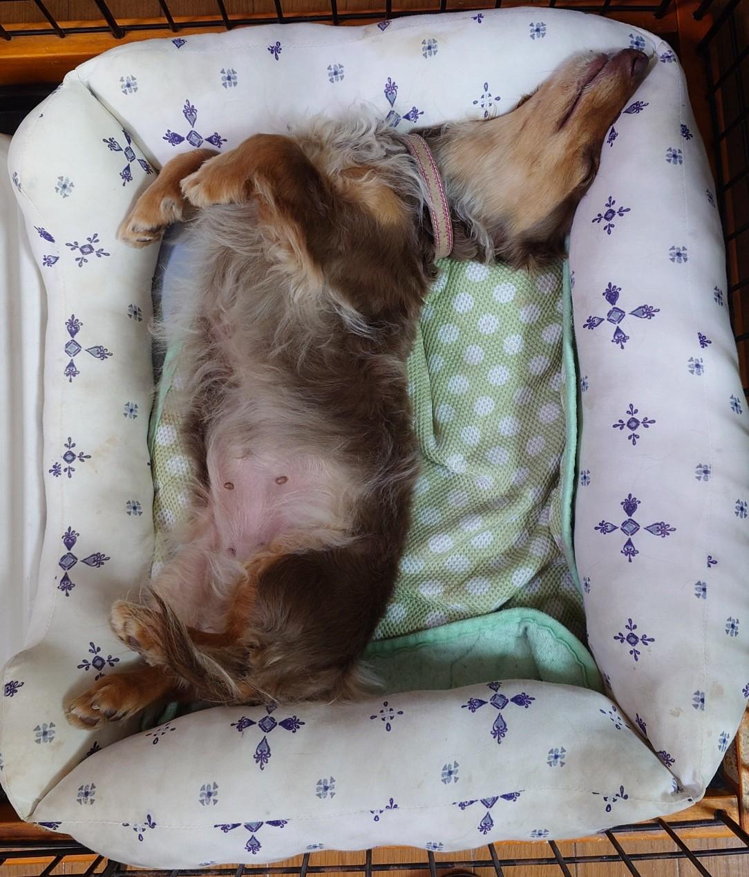 さすがにお疲れのようで🦦💦 幾何学的... / Pakkun🚶 & もんちむ🐒さんのモーメント | YAMAP / ヤマップ