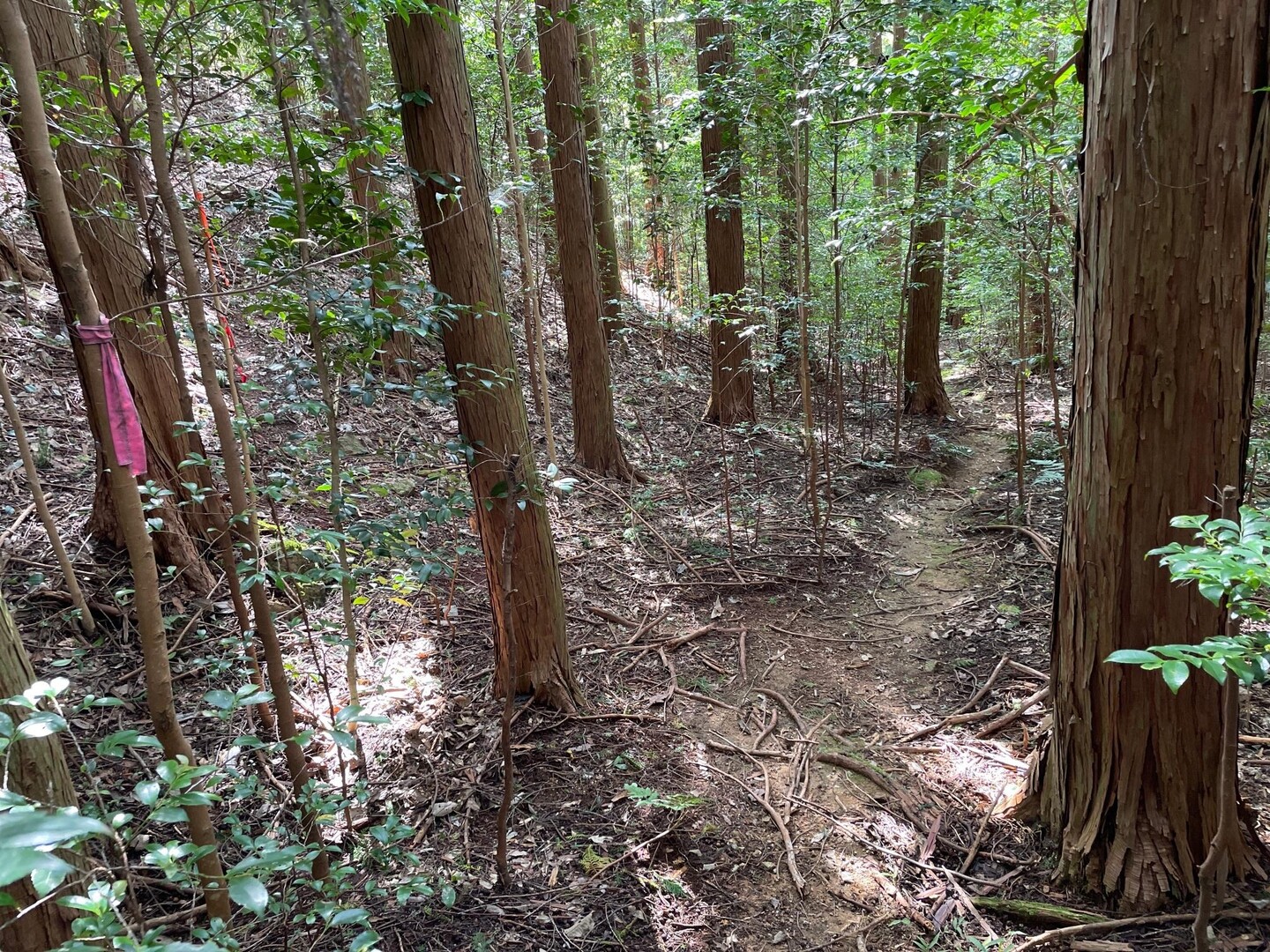 osamさんの投稿したフィールドメモ | YAMAP / ヤマップ