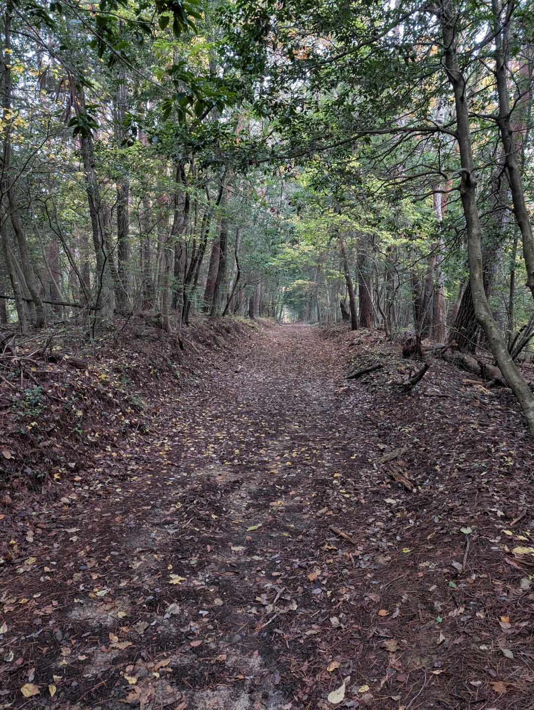 虚空蔵山・風越山（権現山） / MSCさんの風越山（権現山）・虚空蔵山の活動データ | YAMAP / ヤマップ