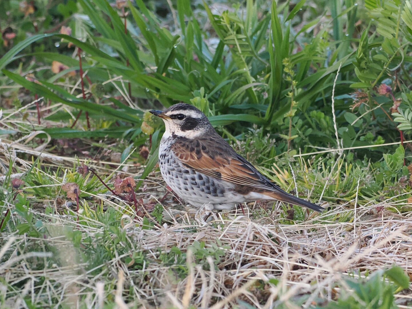 先週1週間はコロナにかかり療養していまし... / yuuさんのモーメント | YAMAP / ヤマップ