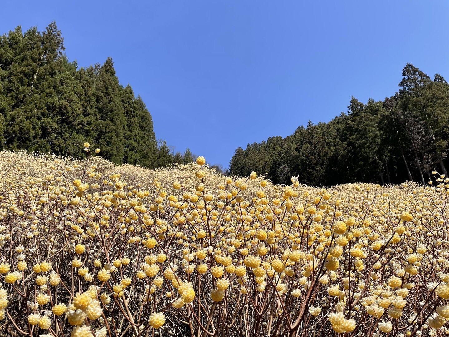 屋敷山🟡ミツマタ 山先生の案内で圧巻 ... / mieさんのモーメント | YAMAP / ヤマップ