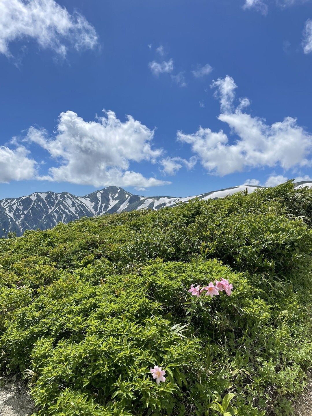 大日杉～切り合わせ / bateniceさんの飯豊山・大日岳・御西岳の活動データ | YAMAP / ヤマップ