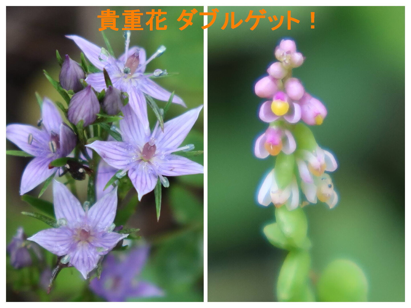 高座山：雨露三昧の花レコ / kunsanさんの御正体山・杓子山・石割山の活動データ | YAMAP / ヤマップ