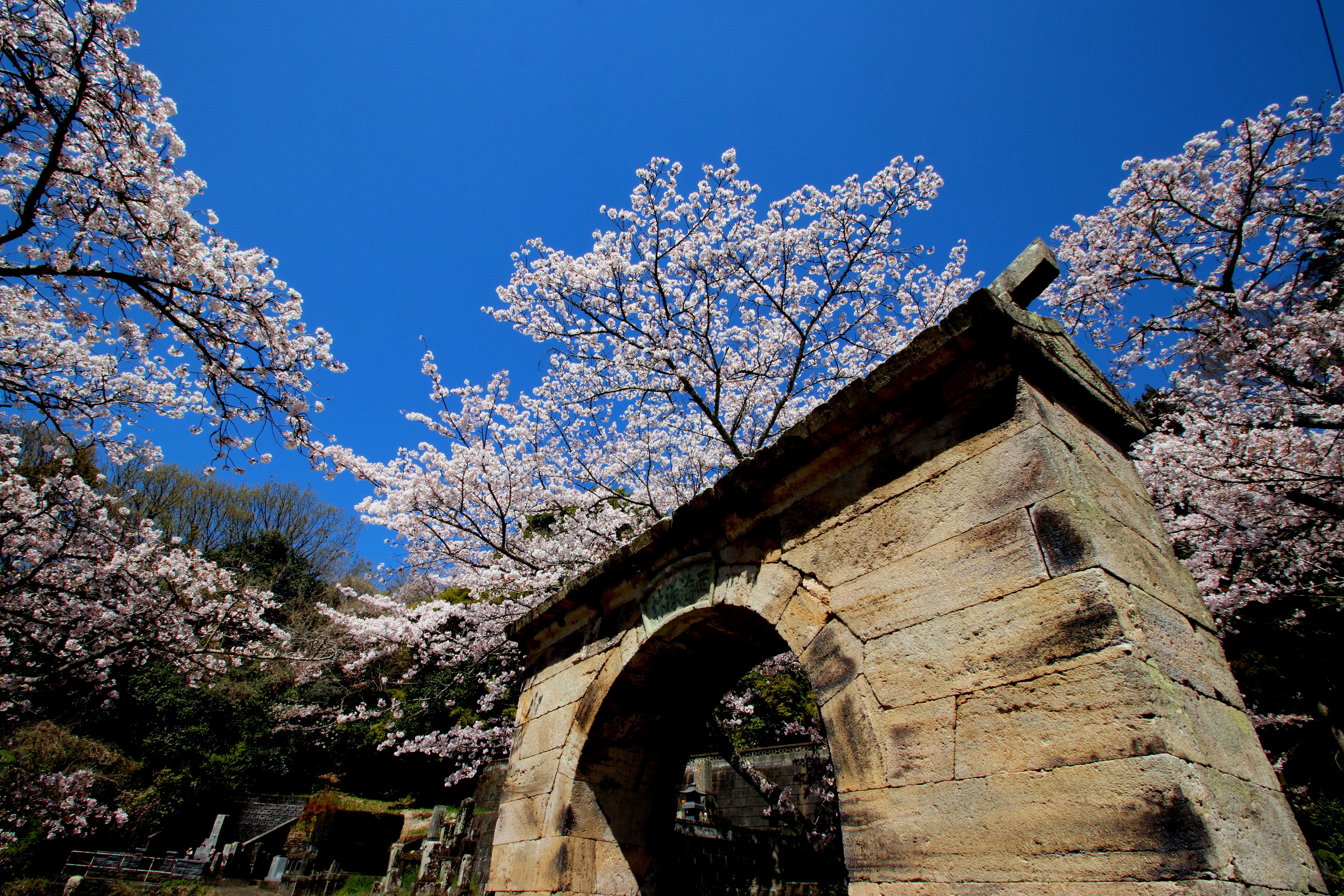 2025桜 さくら サクラ 3番目は佐... / 宇宙from Nさんのモーメント | YAMAP / ヤマップ