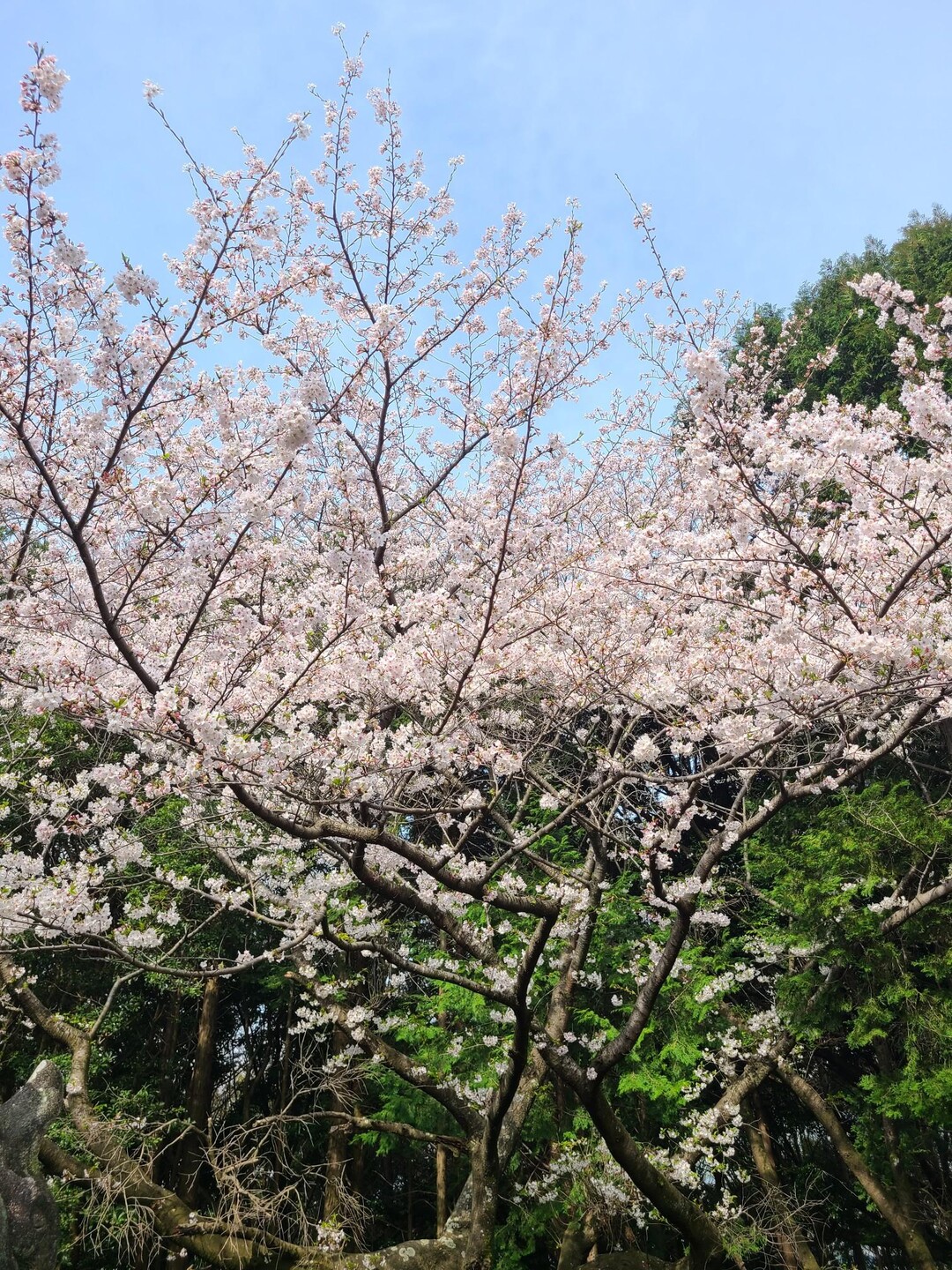 五井山 石山神社ルート / tatubaiさんの五井山・宮路山・御堂山の活動データ | YAMAP / ヤマップ