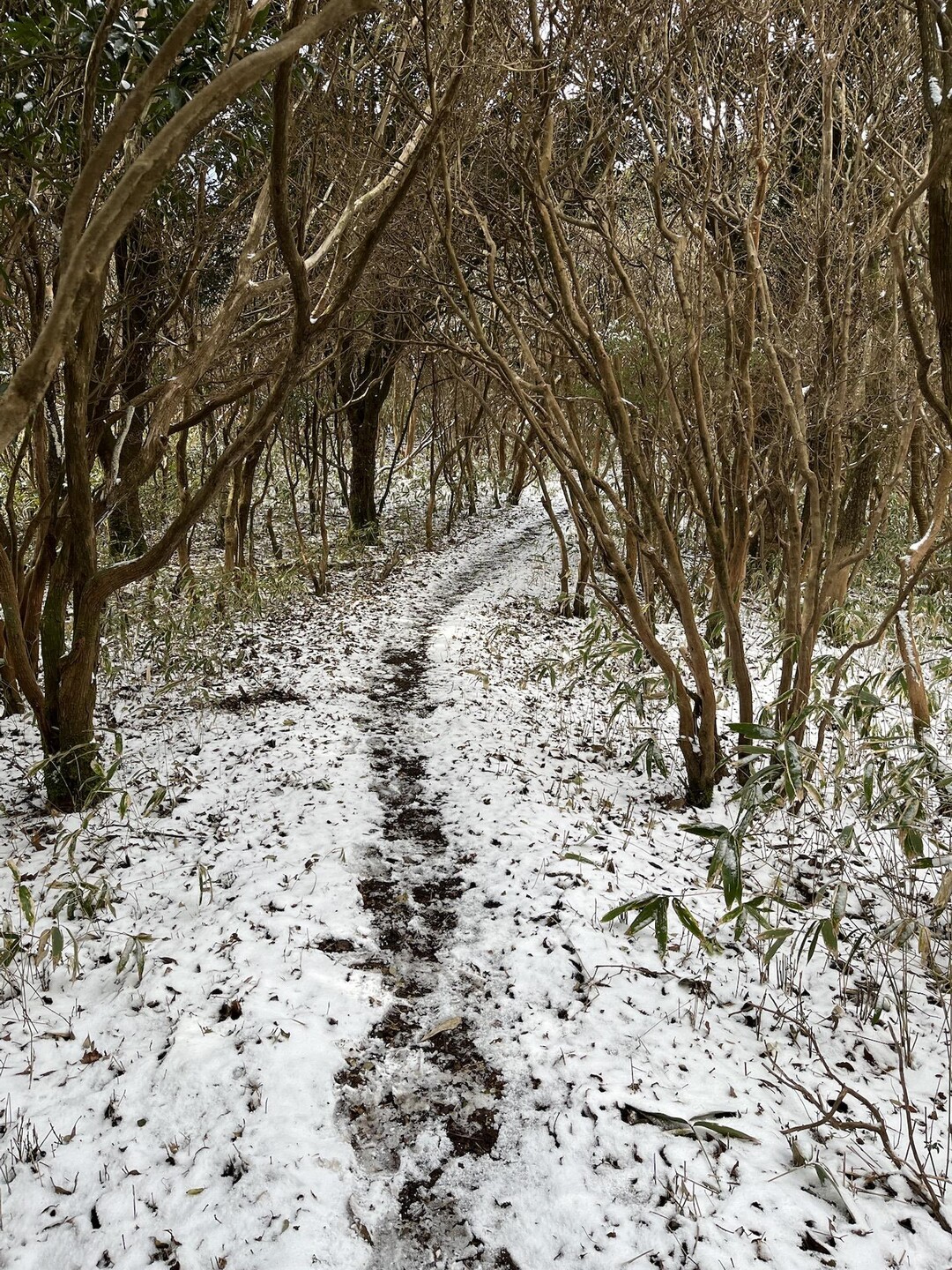 脊振山・唐人の舞 / sm-97さんの脊振山・金山の活動データ | YAMAP / ヤマップ