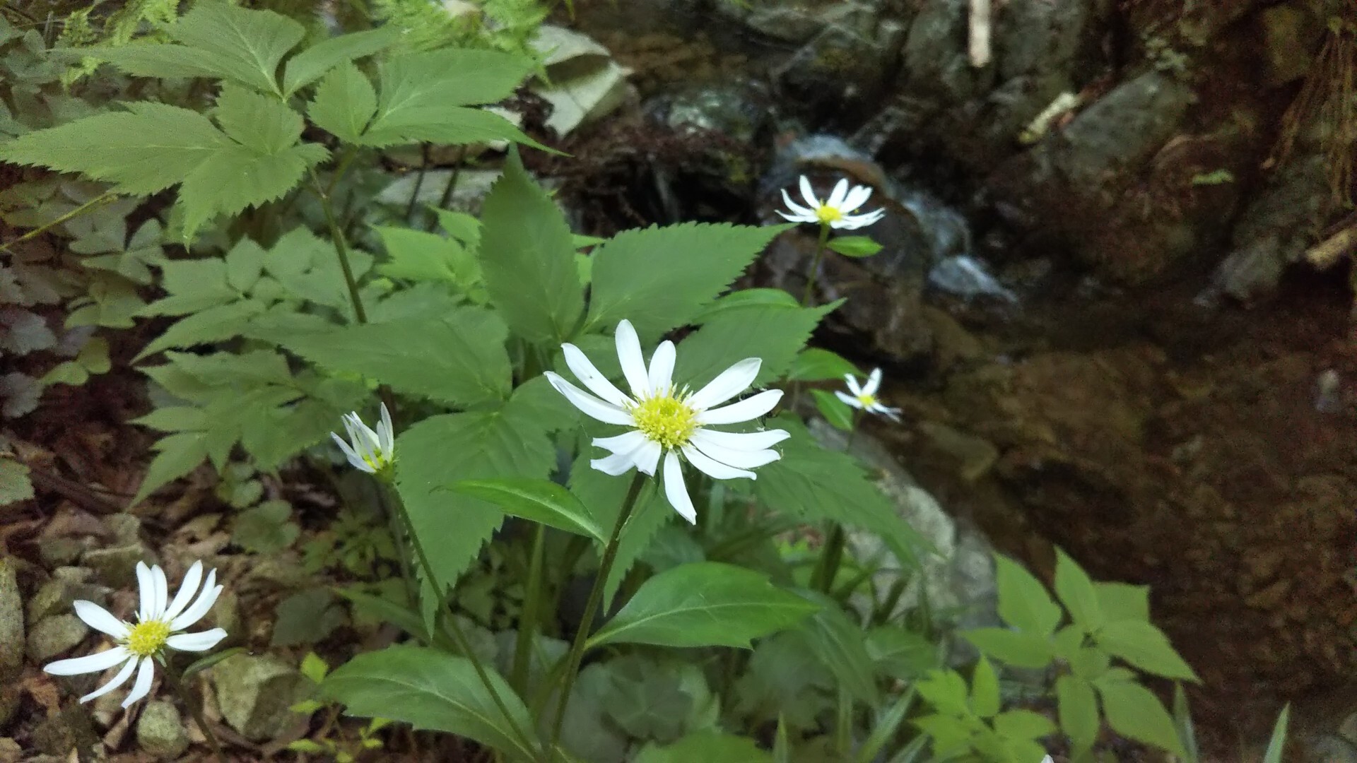 日本神話の地でお花畑を歩く / Xiaozhenさんの比婆山・立烏帽子山・吾妻山の活動データ | YAMAP / ヤマップ