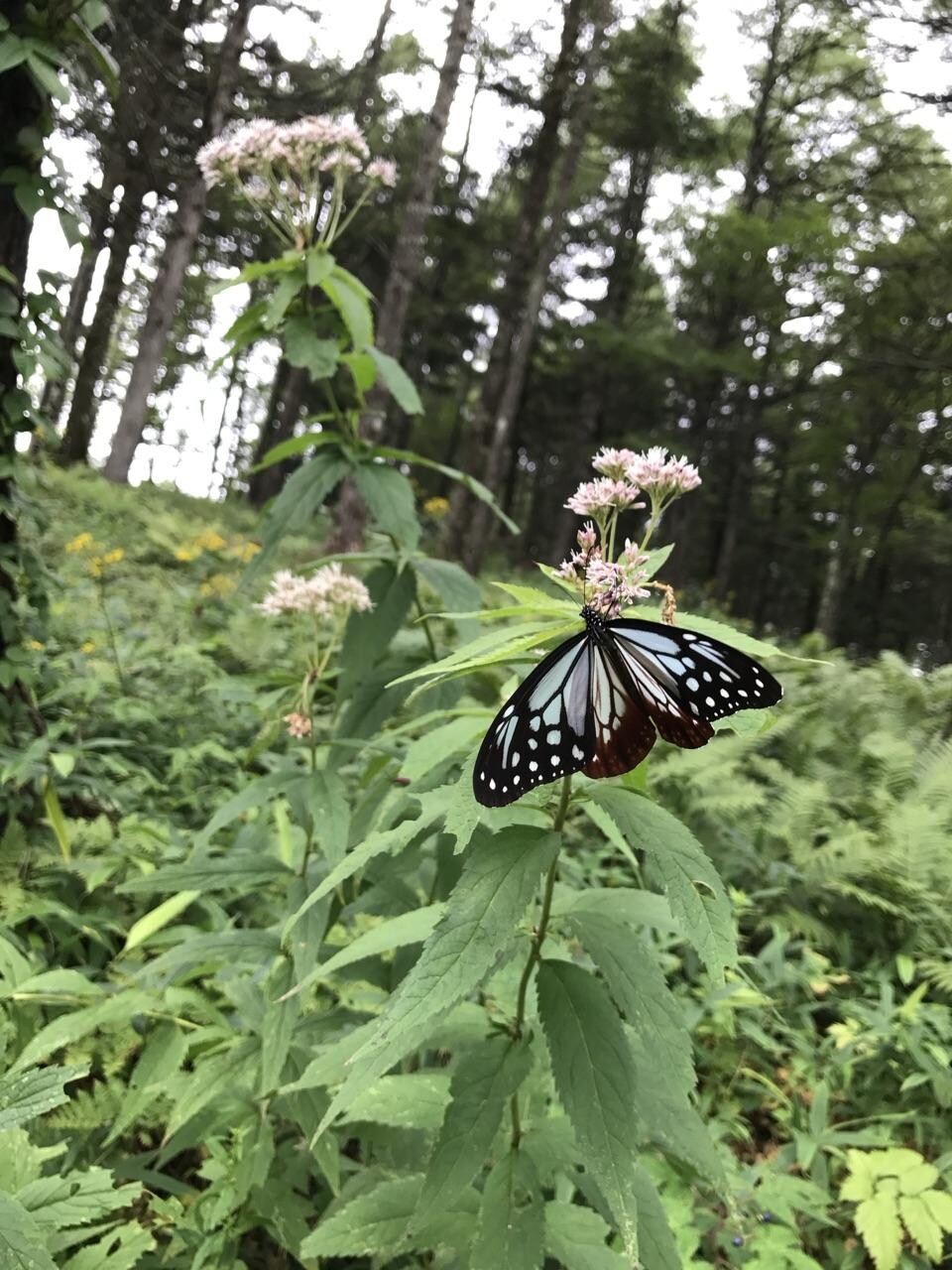 gakuのページ | YAMAP / ヤマップ