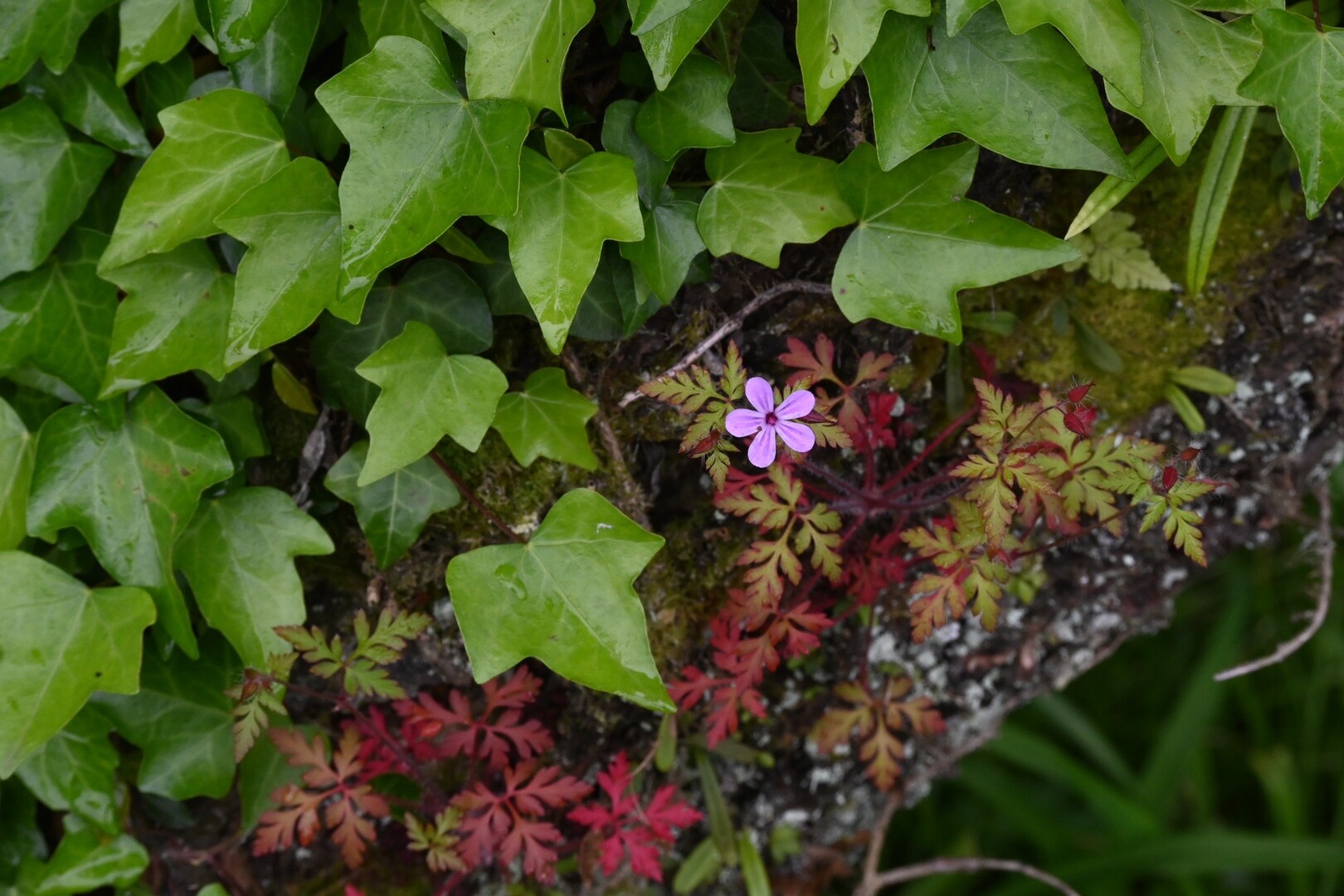 裏高尾 / TAKKUNさんの高尾山・陣馬山・景信山の活動データ | YAMAP / ヤマップ