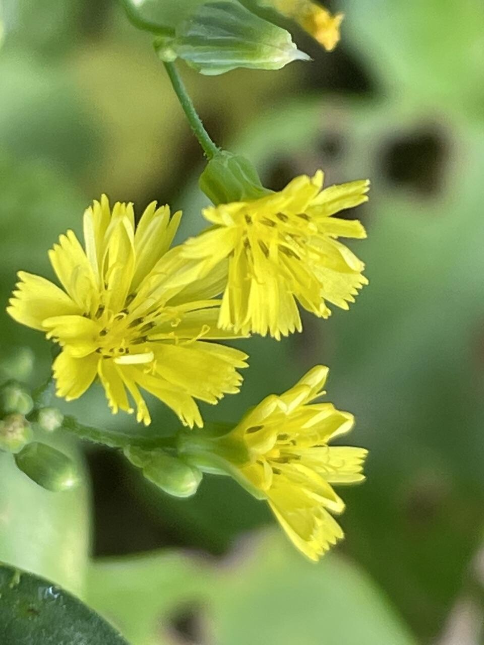 peach。のページ | YAMAP / ヤマップ