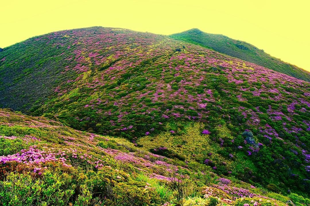 三俣山西峰からの天の川とミヤマキリシマ（R6.6.3~4) / としちゃんさんの九重山（久住山）・大船山・星生山の活動データ | YAMAP / ヤマップ