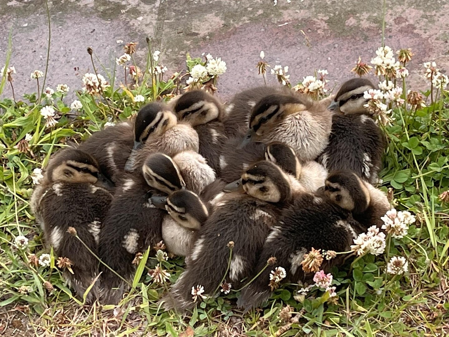 鴨さん🦆を見に前田森林公園 / minotさんの手稲山・奥手稲山の活動データ | YAMAP / ヤマップ