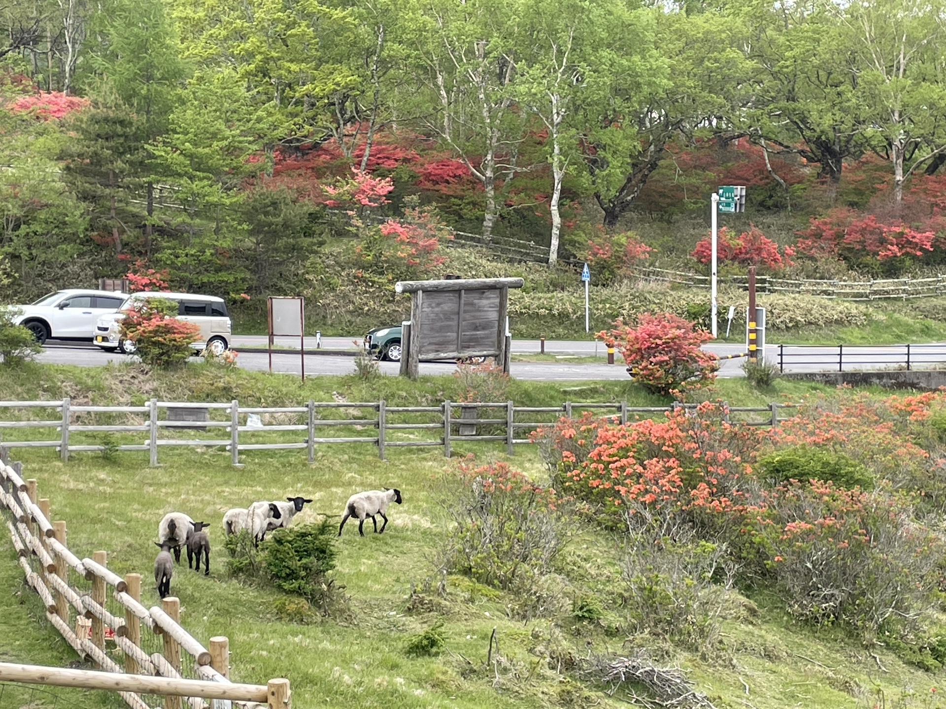 小地蔵岳・長七郎山・地蔵岳 / Rex Honjo Walkerさんの赤城山・黒檜山・荒山の活動データ | YAMAP / ヤマップ
