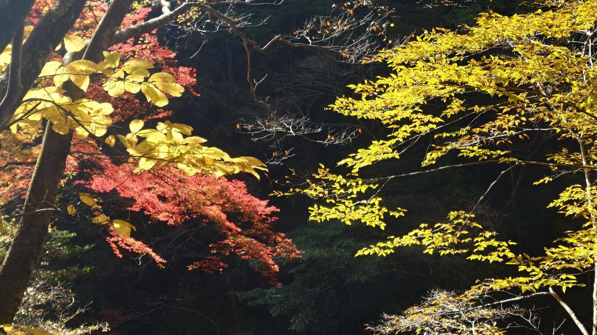 観音峯山 渓谷と紅葉🍁2024 / tolucky(^^)さんの観音峯山・大普賢岳・山上ヶ岳・稲村ヶ岳の活動データ | YAMAP / ヤマップ