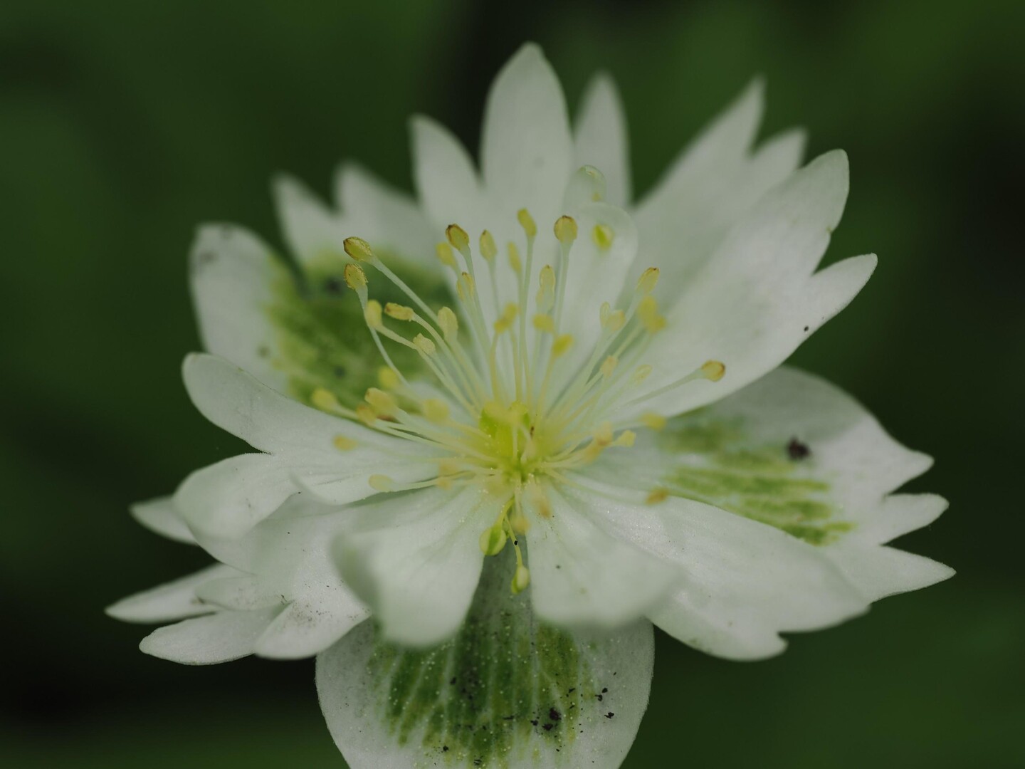 今シーズンもミドリを探しにあちこち訪れま... / satoomoさんのモーメント | YAMAP / ヤマップ