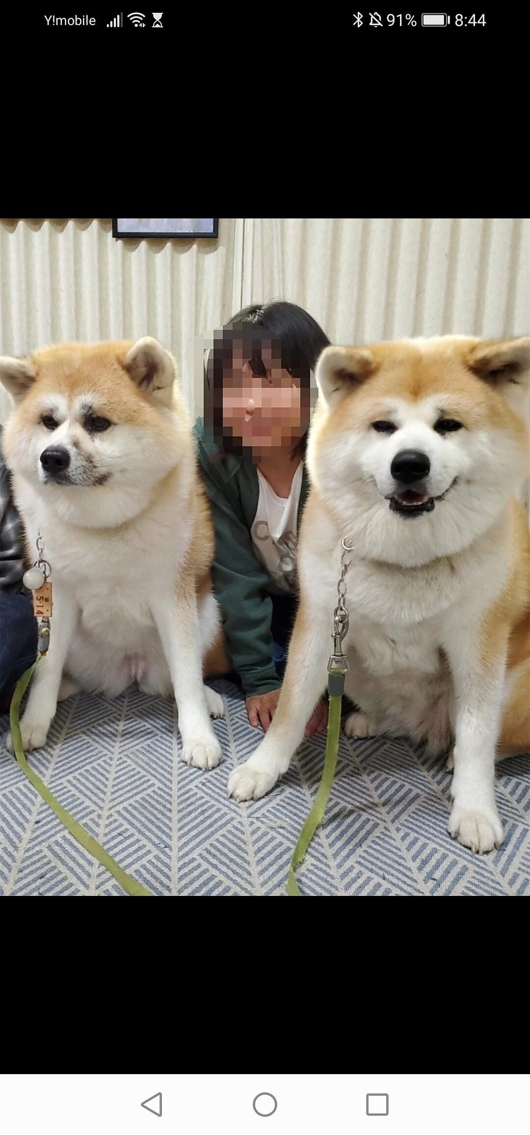 秋田駒、八甲田、森吉、 行きたい山はたく... / サメオジさんのモーメント | YAMAP / ヤマップ