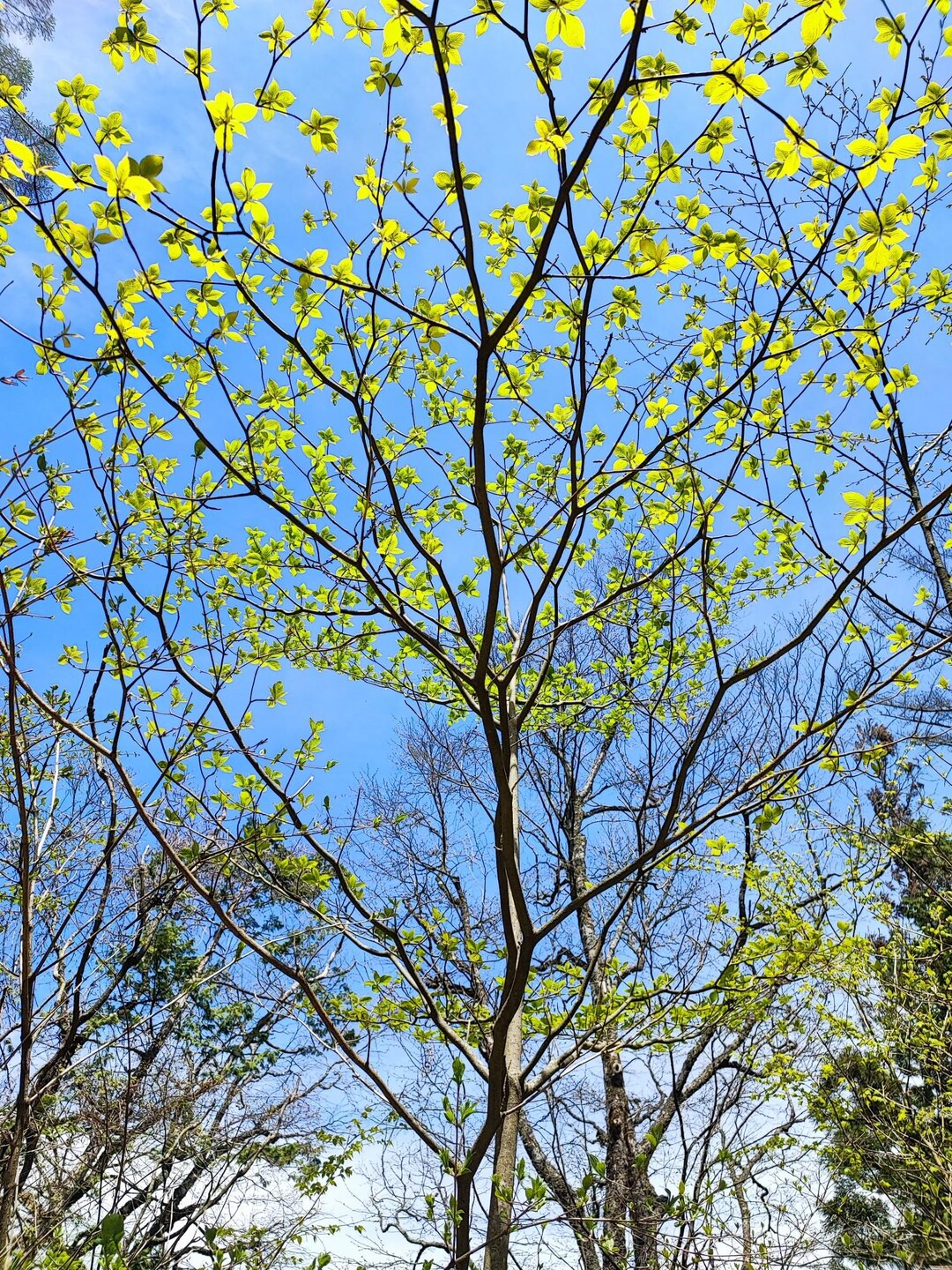 虚空蔵山・風越山（権現山） / MJさんの風越山（権現山）・虚空蔵山の活動データ | YAMAP / ヤマップ