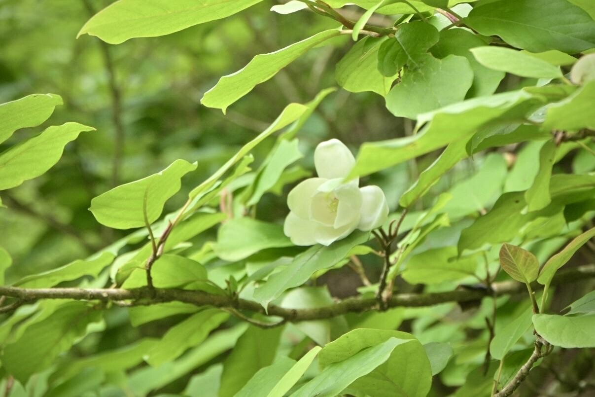 グリーンな英彦山 / me_holicさんの英彦山の活動データ | YAMAP / ヤマップ