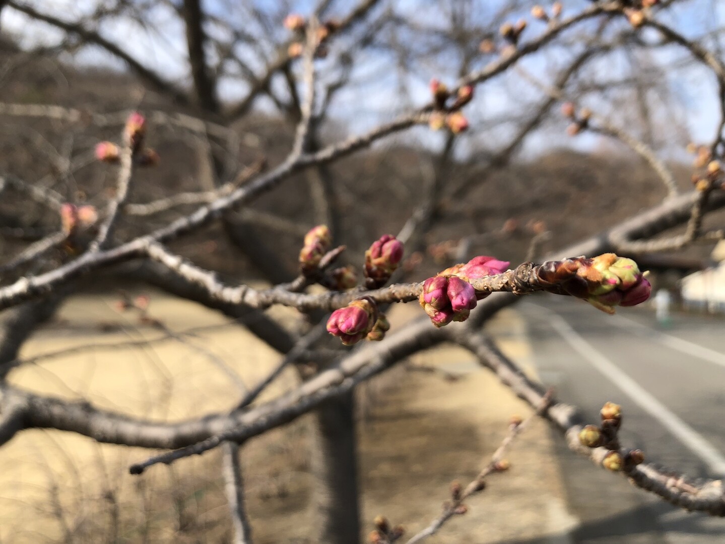 映画『Drive My Car』を見た後... / 山ん爺ィジ（tanizan改め）さんのモーメント | YAMAP / ヤマップ