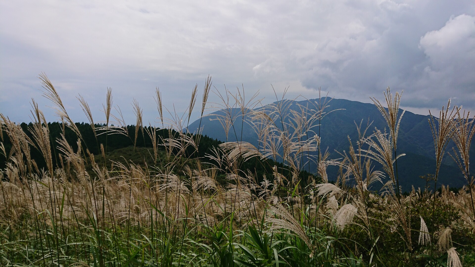 葛城山 / naOmi-n7さんの金剛山・二上山・大和葛城山の活動データ | YAMAP / ヤマップ