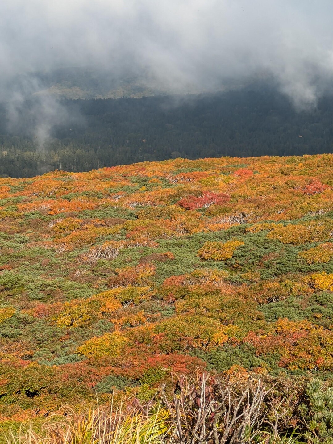 三ッ石山·馬蹄縦走周回🍁 / Arさんの三ッ石山・大深岳・諸桧岳の活動データ | YAMAP / ヤマップ