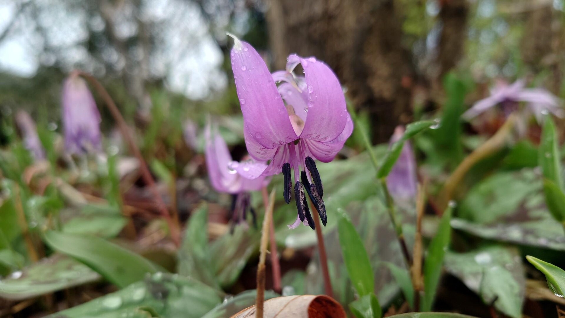 雲谷山・座談山・東山 / Detuさんの坊ヶ峰・石巻山・神石山・葦毛湿原の活動日記 | YAMAP / ヤマップ