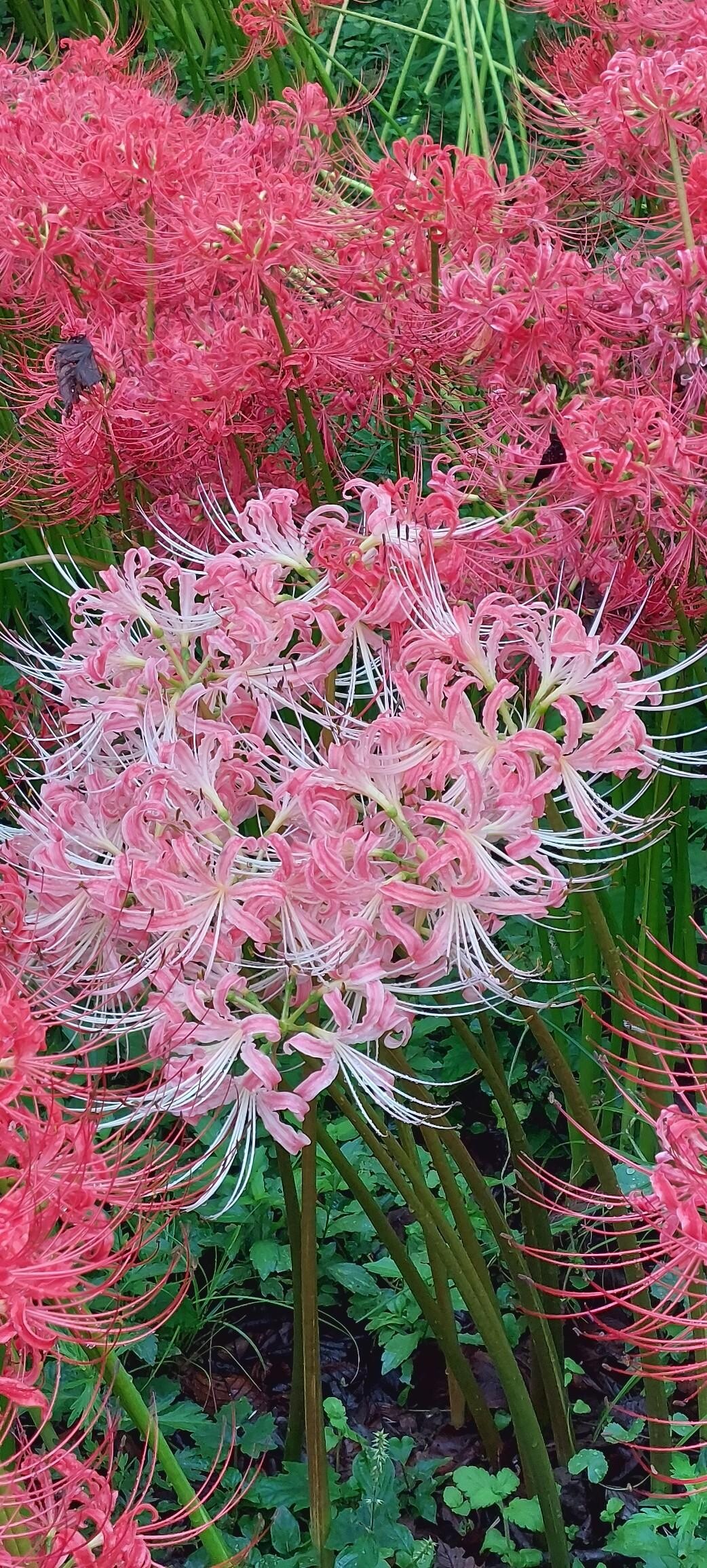 幸手権現堂-2024-10-04 / HALさんのウォーキングの活動日記 | YAMAP / ヤマップ