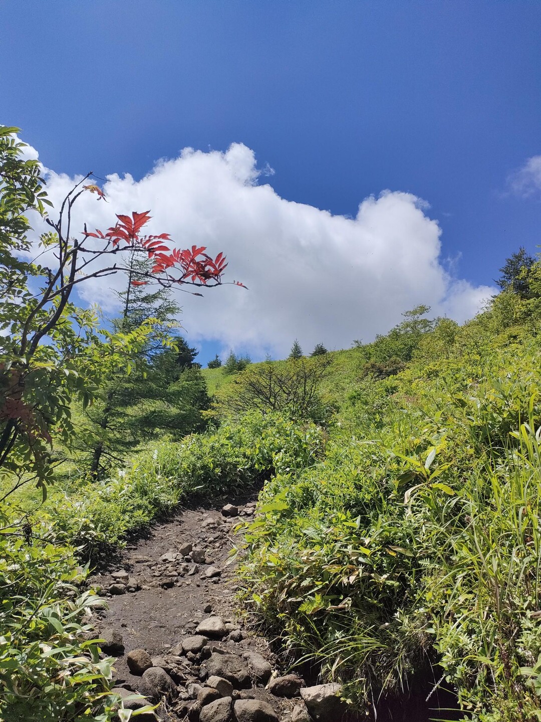 湯ノ丸山とハルニレテラス / hirokyuuさんの湯ノ丸山・角間山・鍋蓋山の活動データ | YAMAP / ヤマップ
