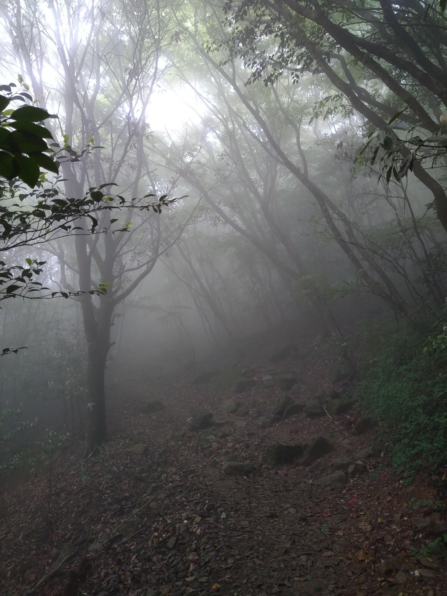 福智山 / ichiさんの登山の活動データ | YAMAP / ヤマップ