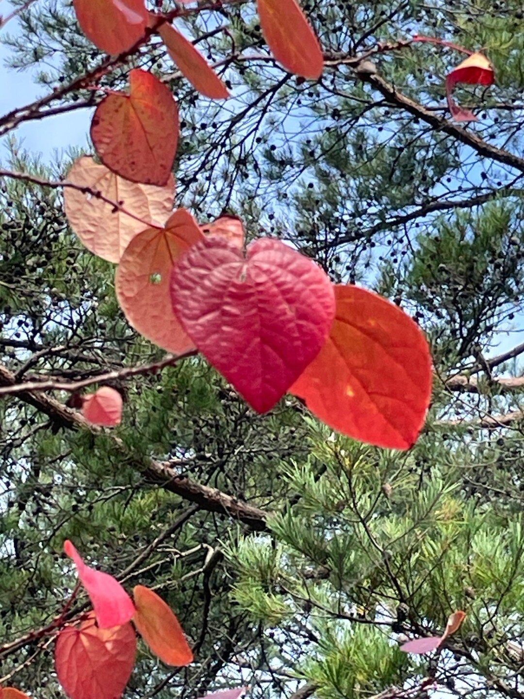 「大野権現山」 / gun グンさんの大野権現山・奥滝山・高見山の活動データ | YAMAP / ヤマップ