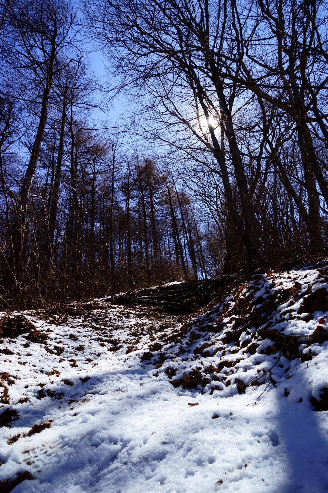 十二ヶ岳・中ノ岳・小野子山 / nyさんの小野子山・十二ヶ岳・雨乞山の活動日記 | YAMAP / ヤマップ