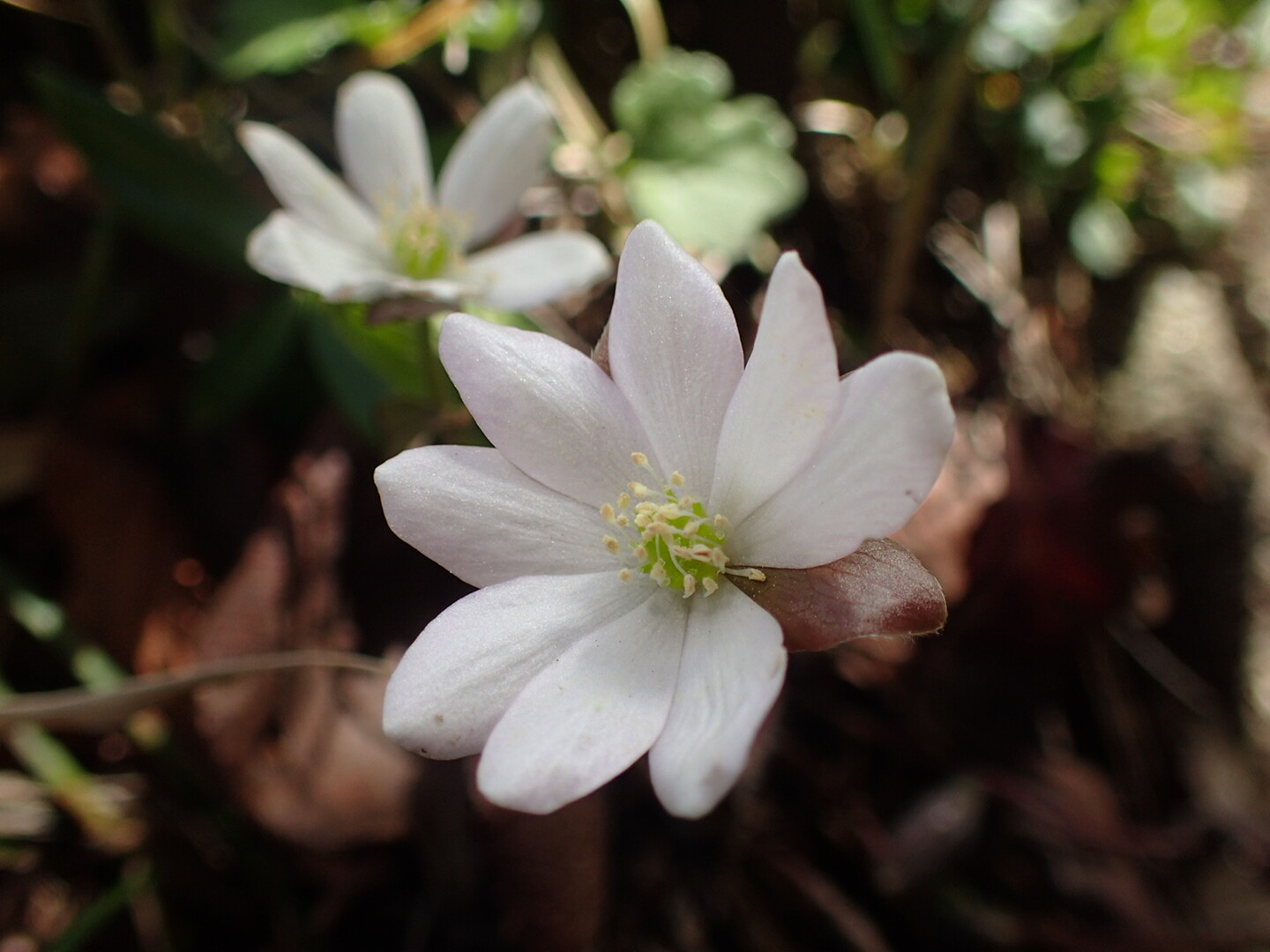 撮ってたの忘れてました。。。数日前の庭の... / niceageさんのモーメント | YAMAP / ヤマップ