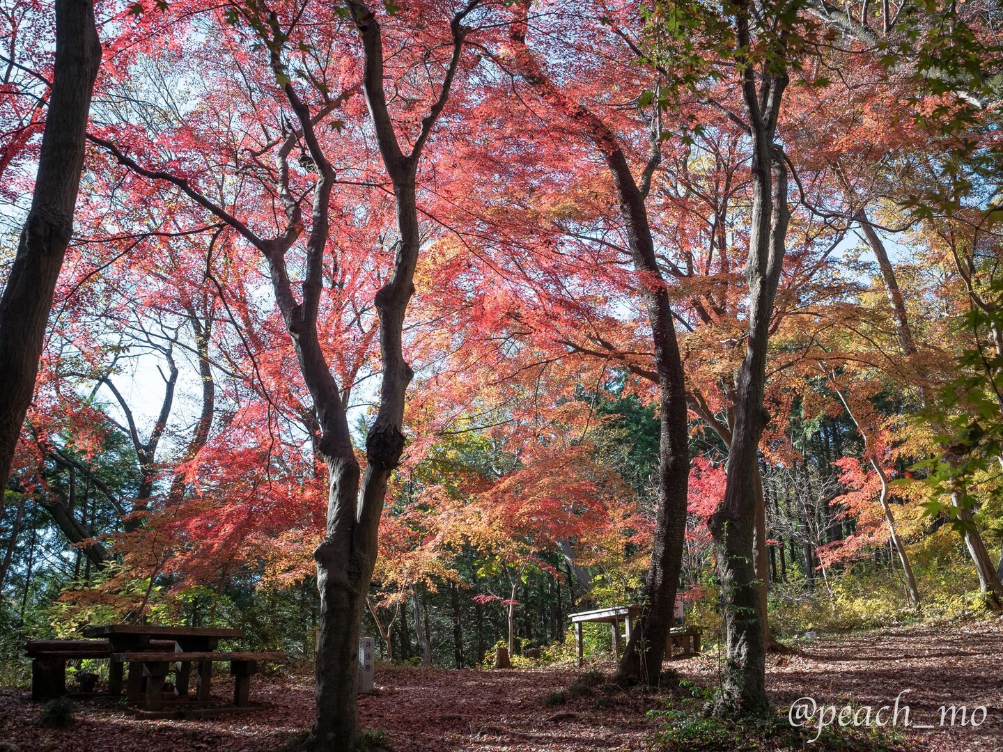 評議原（円林寺前BS-小松ハイキングコース-評議原-龍籠山展望台ピストン） / peachさんの高尾山・陣馬山・景信山の活動データ | YAMAP / ヤマップ