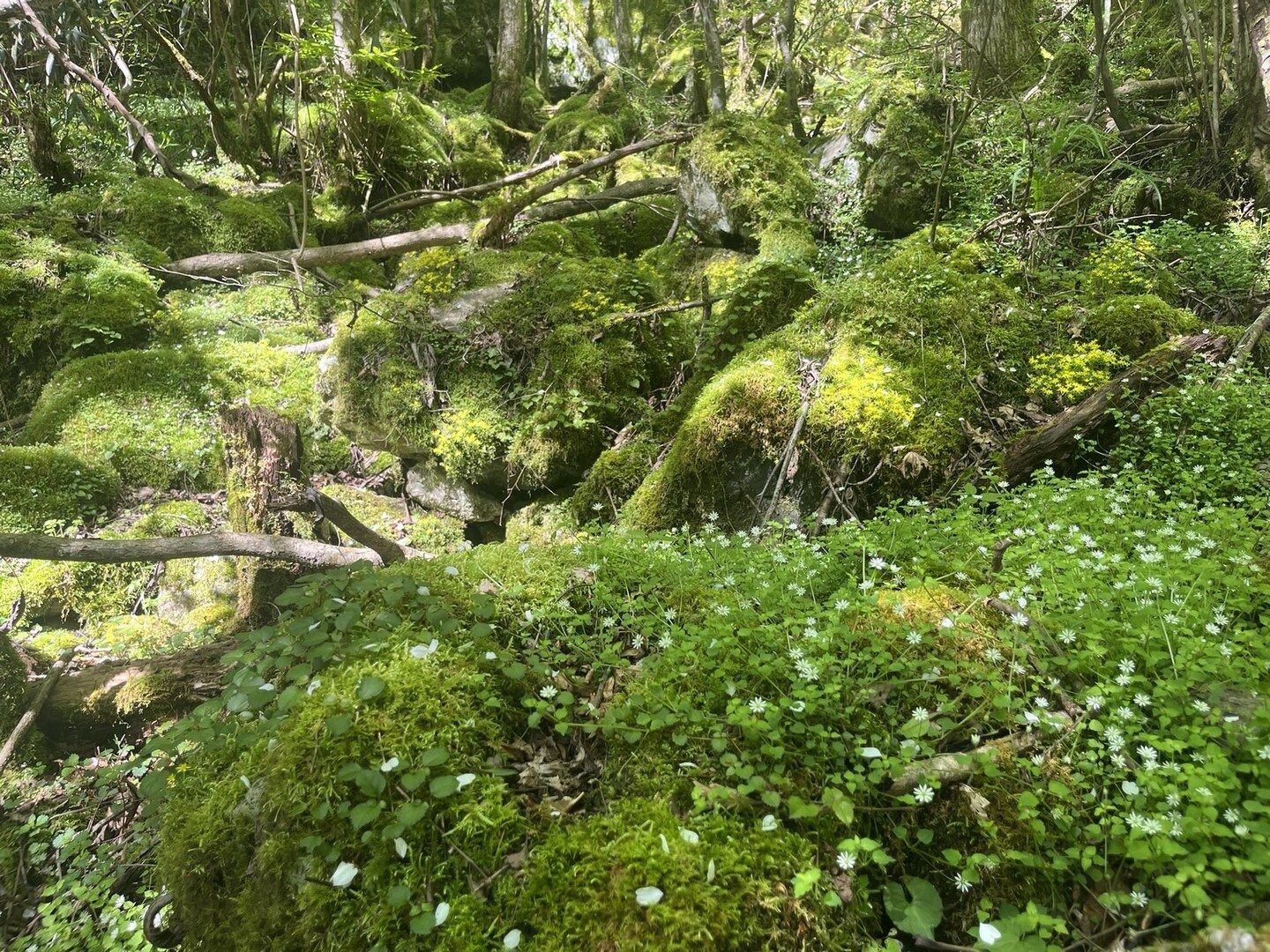 高知山旅『不入山』 / kecoさんの不入山の活動日記 | YAMAP / ヤマップ