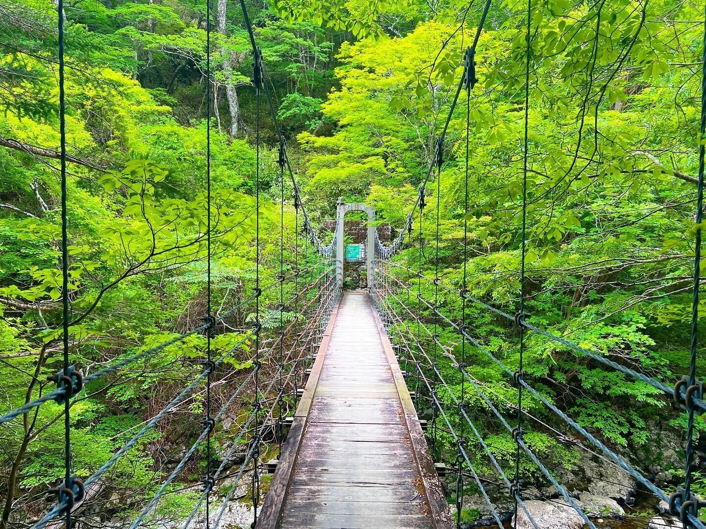 展望の東大台、雨に濡れる美しき西大台 / aryuaryuさんの大台ヶ原山・日出ヶ岳・大杉谷の活動データ | YAMAP / ヤマップ