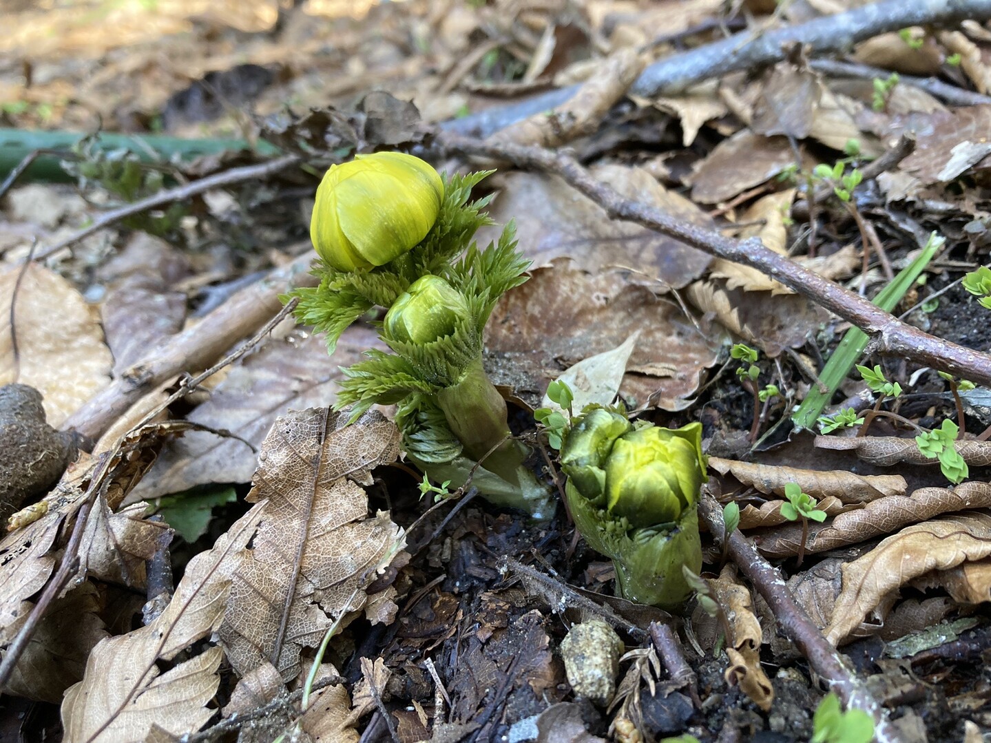 2022.04.02(土) 13:25 / 岩ちゃんさんのモーメント | YAMAP / ヤマップ