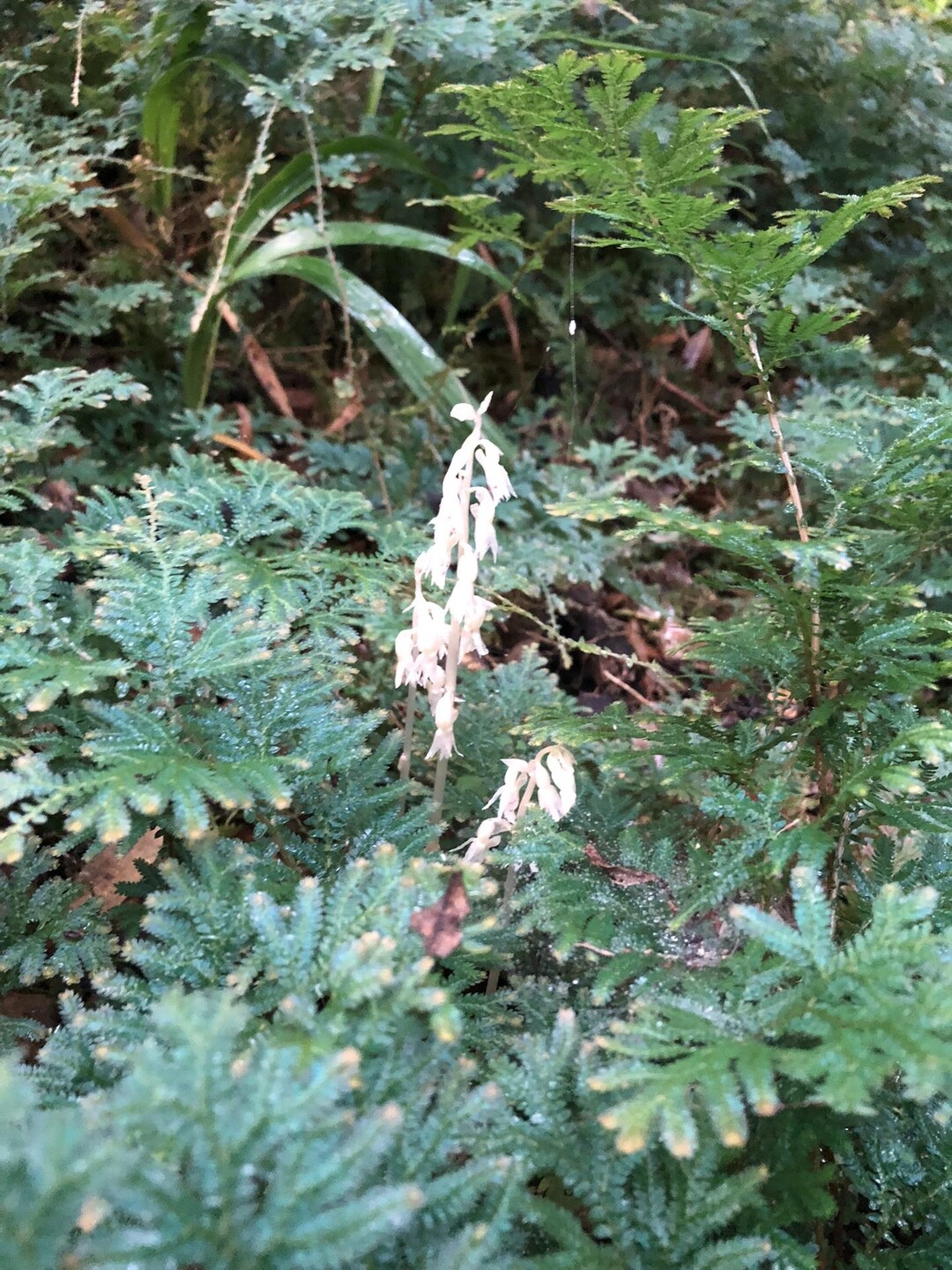 ASK🚶観音山⛰️🌳 / スカじいさんの観音山の活動データ | YAMAP / ヤマップ