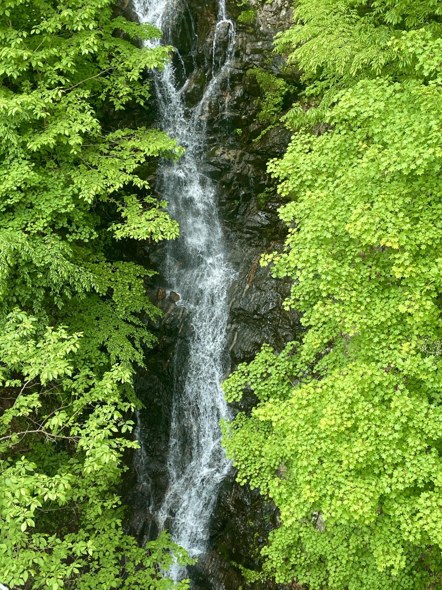 三頭山（南秋川→奥多摩）hard & long & first もうええわ / zerofruitsさんの三頭山・槇寄山・土俵岳の活動データ | YAMAP / ヤマップ