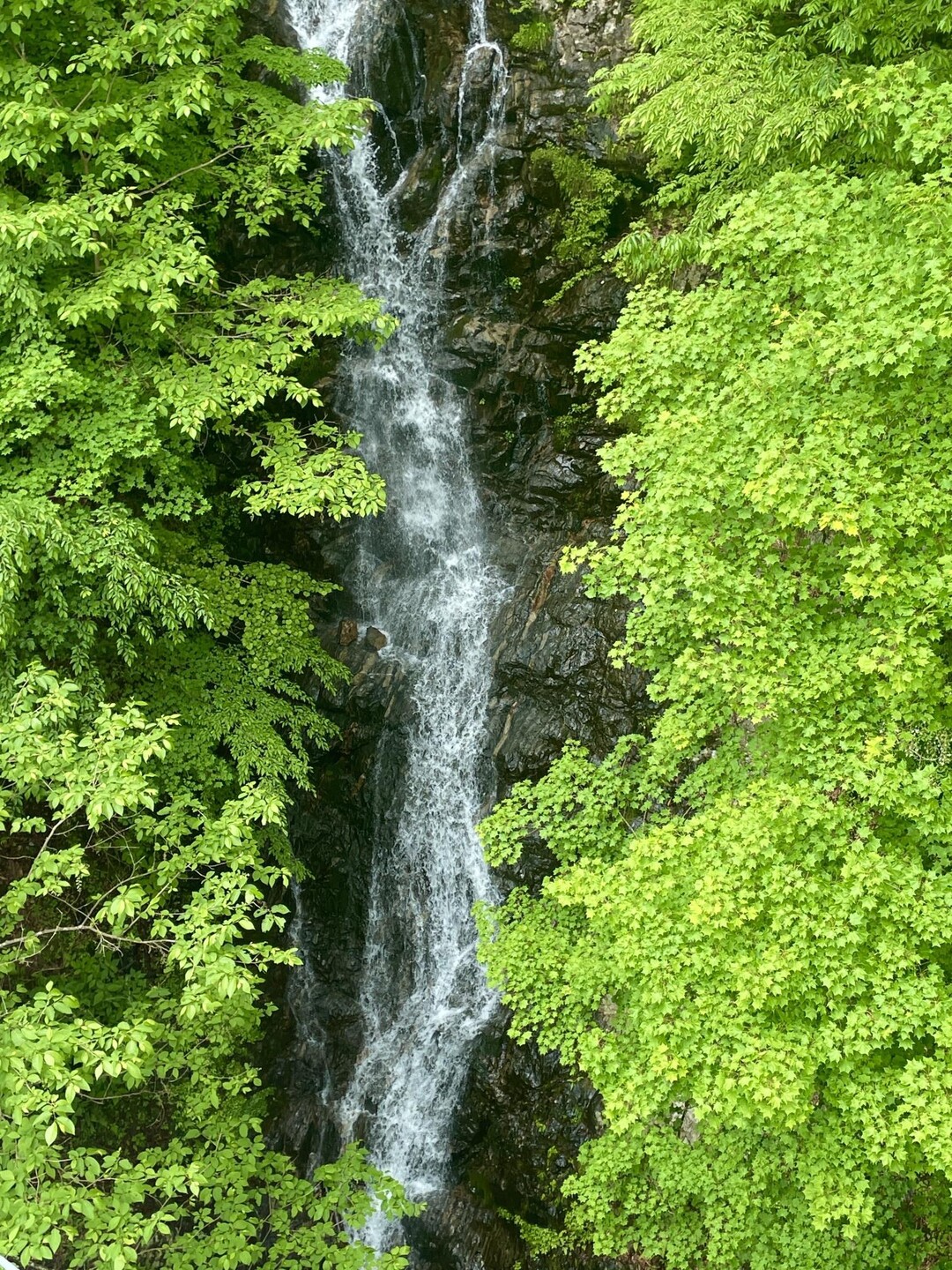 三頭山（南秋川→奥多摩）hard & long & first もうええわ / zerofruitsさんの三頭山・槇寄山・土俵岳の活動日記 | YAMAP / ヤマップ