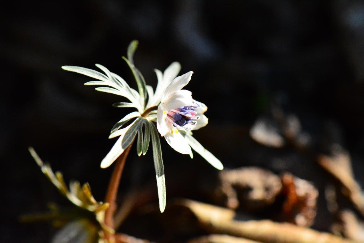 春を探しに 深谷 緑の王国へ🍀 / 🍀makokazu🍀さんのハイキングの活動データ | YAMAP / ヤマップ