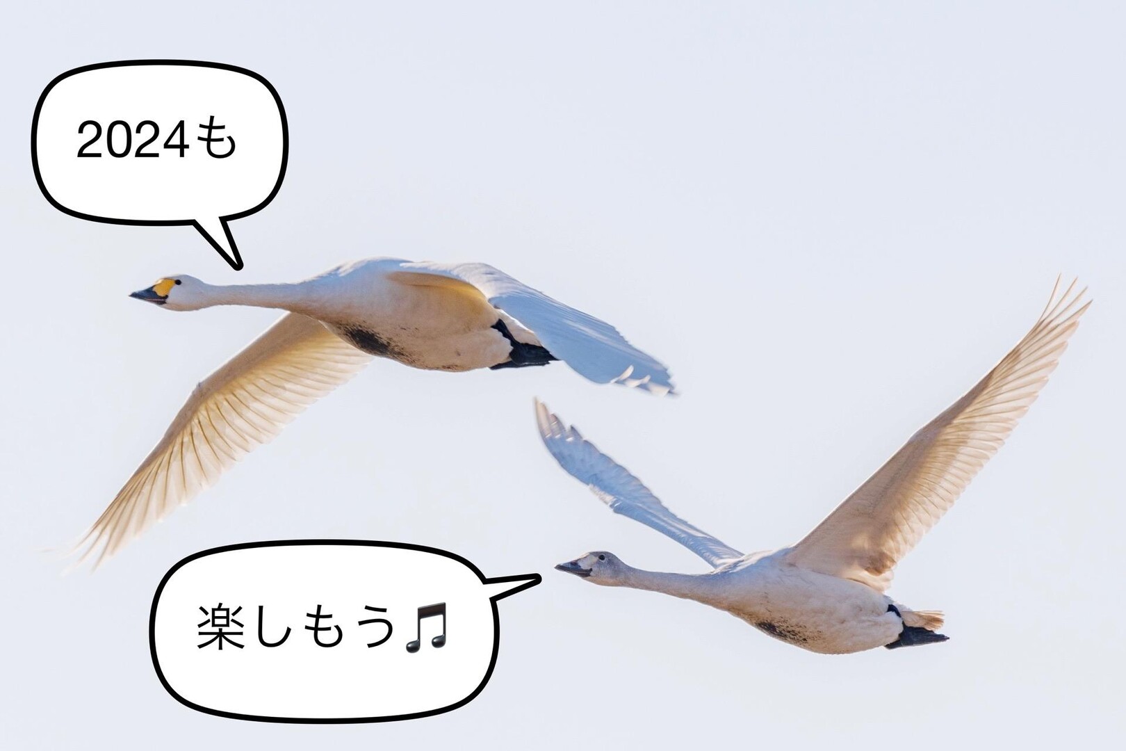 多々良沼バードウォッチング🦆 / Hideyan🐶さんの金山（新田金山）・八王子丘陵の活動データ | YAMAP / ヤマップ